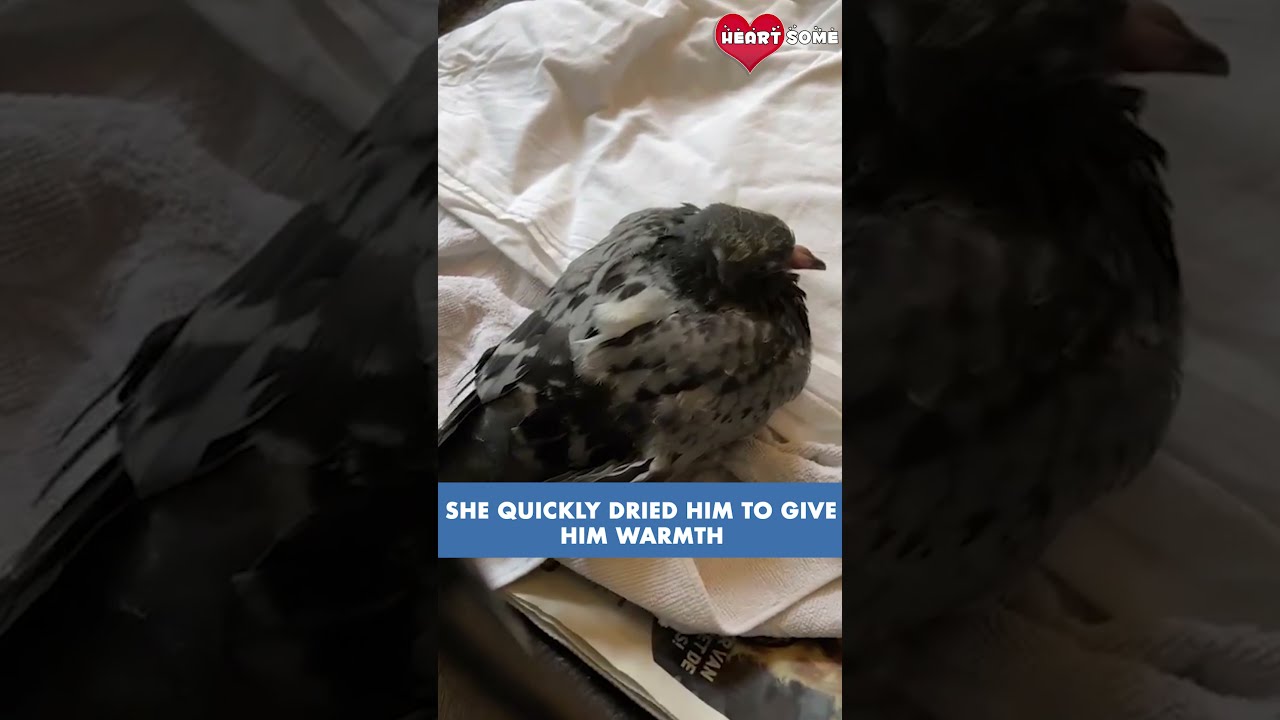 Woman Rescued This Weak Pigeon and Took Care of It || Heartsome 💖 - YouTube