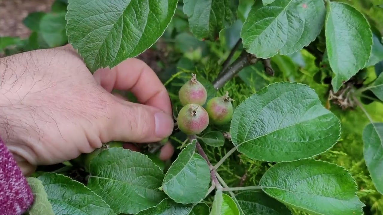 How to Grow Bigger Apples Thinning by Hand - YouTube