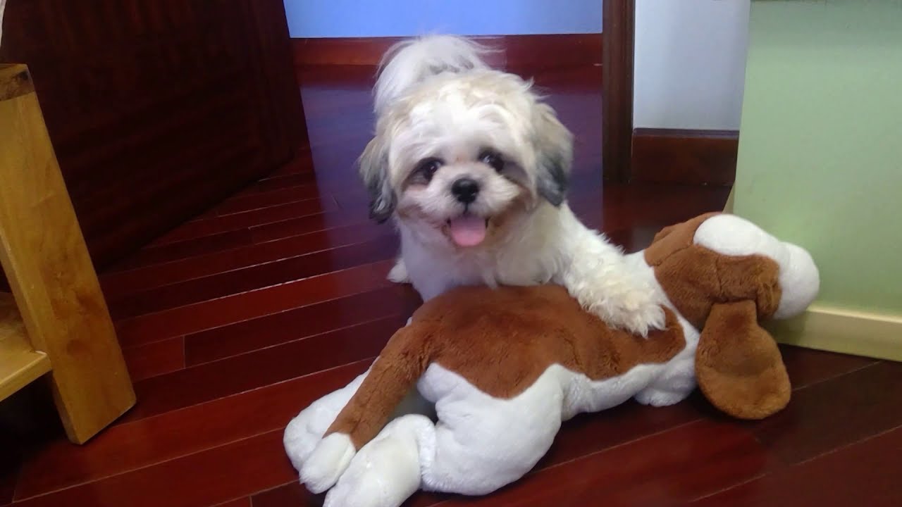 Best of Patchy!!! || Compilation #1 || - YouTube