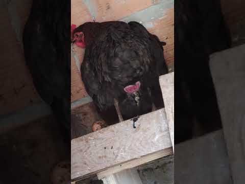 Tavuk yumurtlama anı