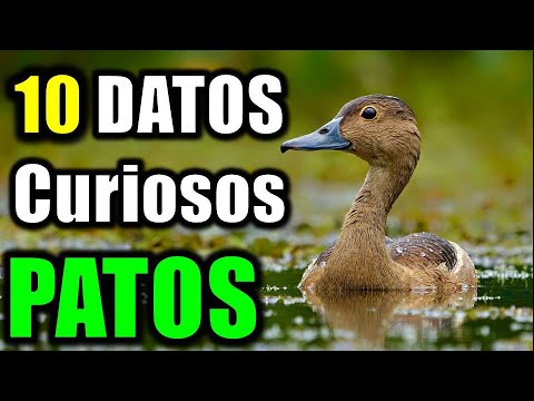 10 Datos Curiosos de los Patos - Truco para distinguir al macho de la hembra