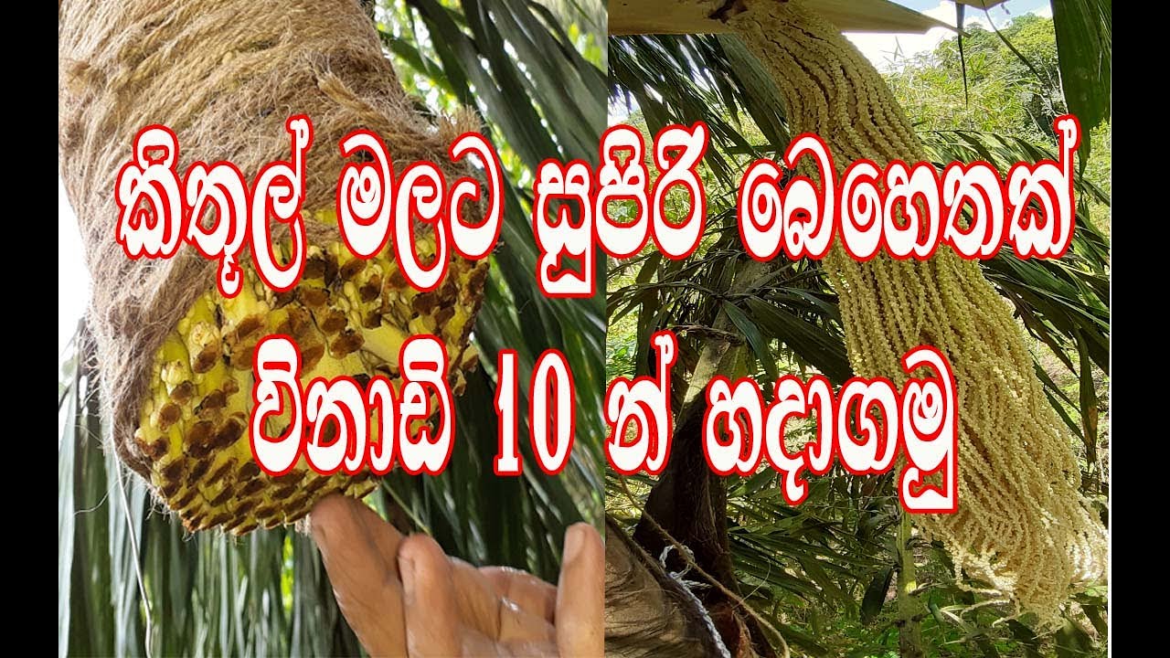 How to make kithul | kithul mal beheth | kithul kapima | Rauma wate ...