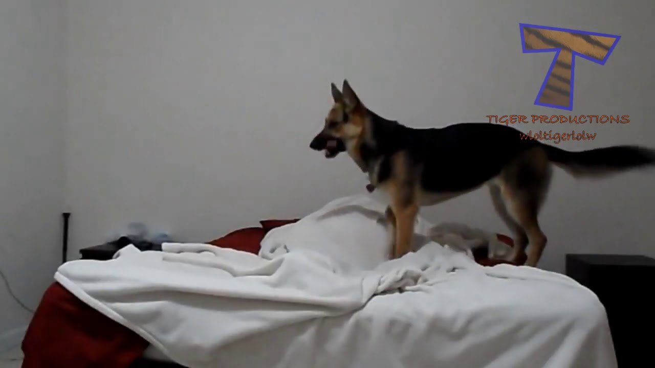 Cute dogs waking up owners - Funny dog compilation - YouTube