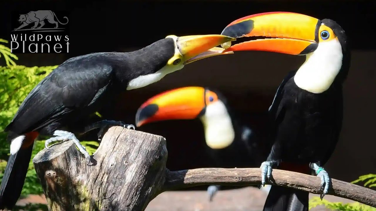 The Vibrant World of Toco Toucans - YouTube