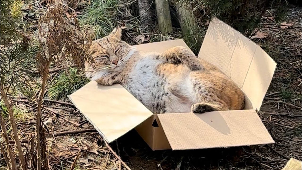 The happy, spicy bobcats of RAWR Sanctuary - YouTube
