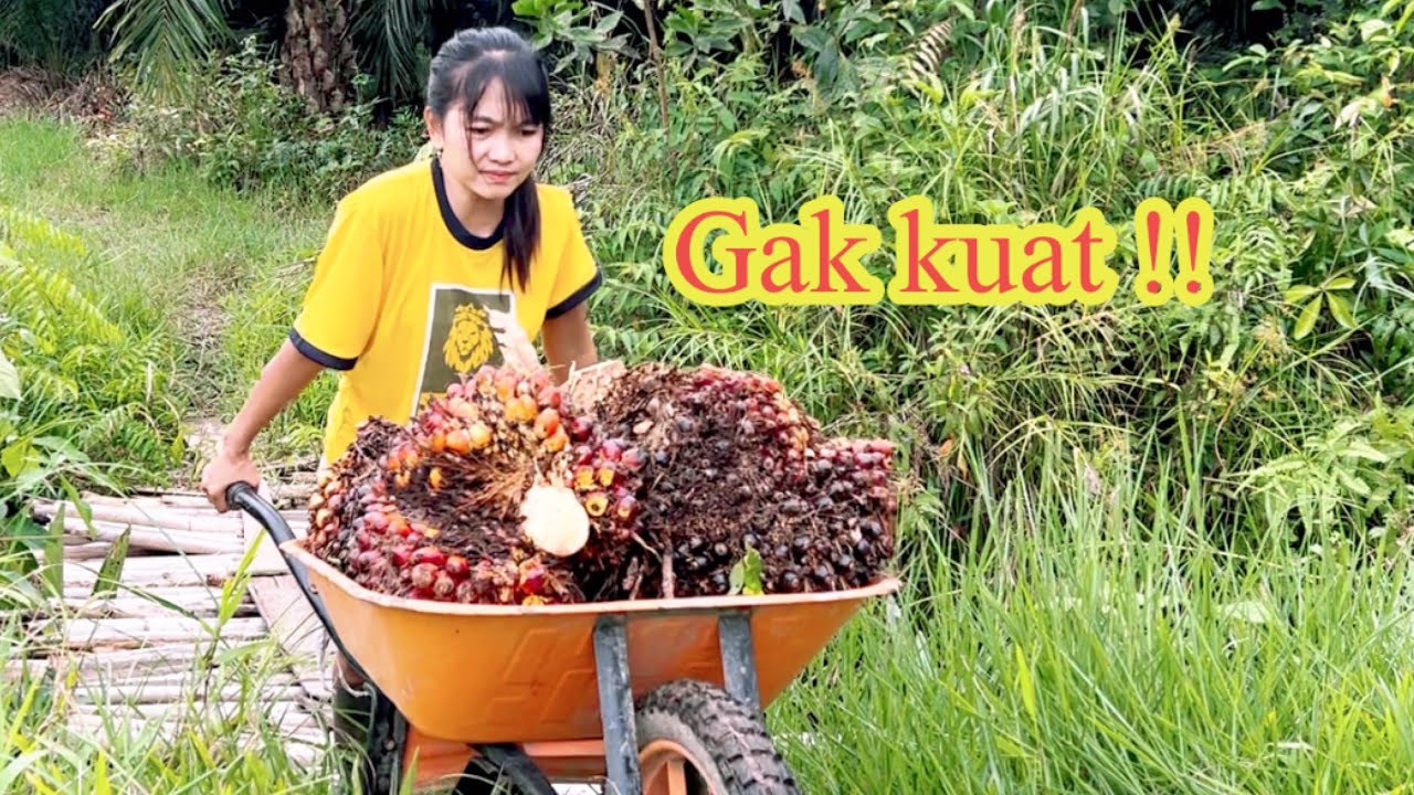 Kebun sawit Kalimantan || beratnya kerja di kelapa sawit - YouTube