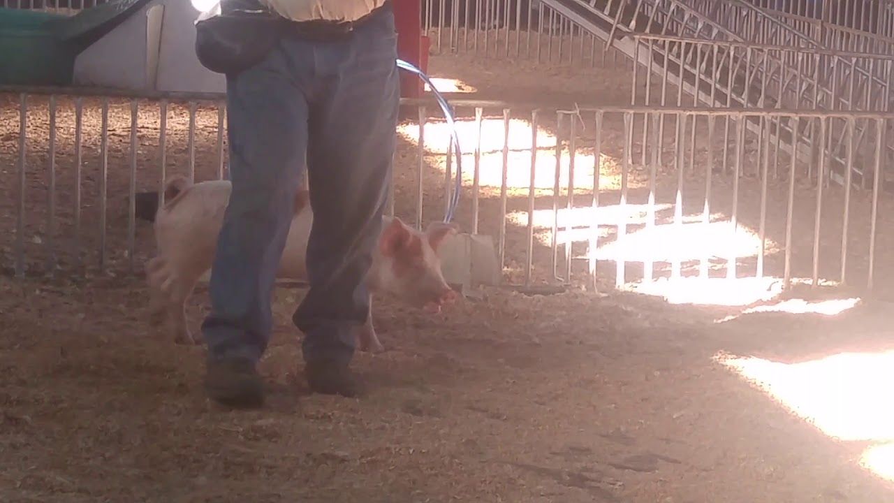 Pig tricks - YouTube