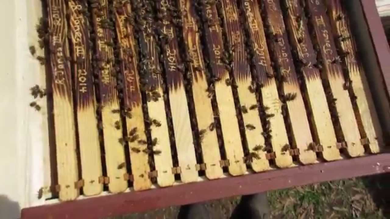 Long Hive Update - YouTube
