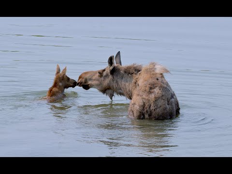 Momma Moose and Her Baby Girl Calf Part 1 | MooseMan Video Photography ...