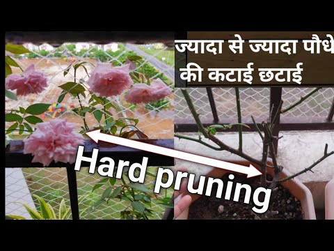 Hard Pruning क्या है ? कब,क्यों और कैसे करते हैं | How To Hard Prune Of ...