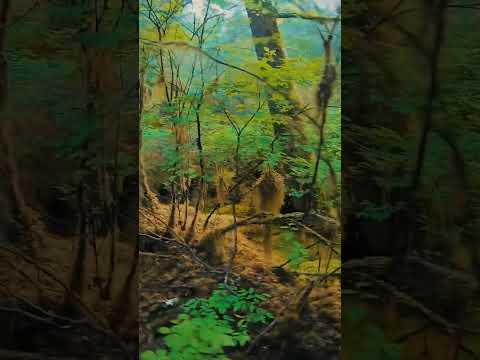 amazon rainforest | nature | short video #nature #shorts #amazon #rainforest #trending