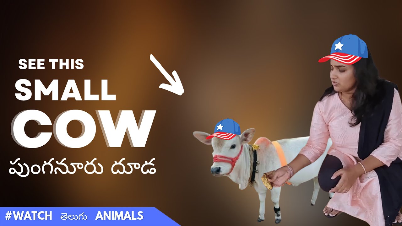 The Smallest Cow Breed from India 🇮🇳 Called Punganur Cattle - YouTube