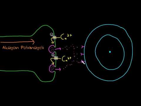 Nörotransmiter  Salımı (Sinir Sistemi Fizyolojisi)