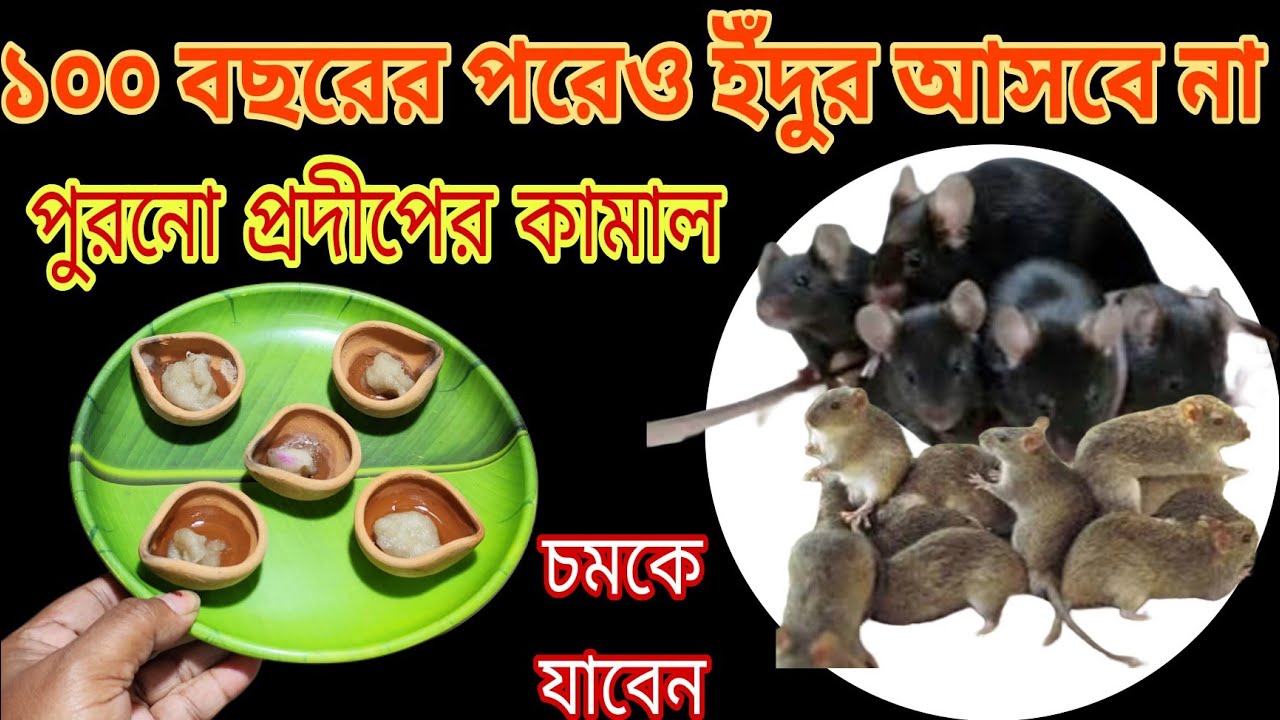 ১০০ বছরেও ইদুর বাড়িতে দেখতে পাওয়া যাবে না 😱এই ঘরোয়া পদ্ধতি একবার ...