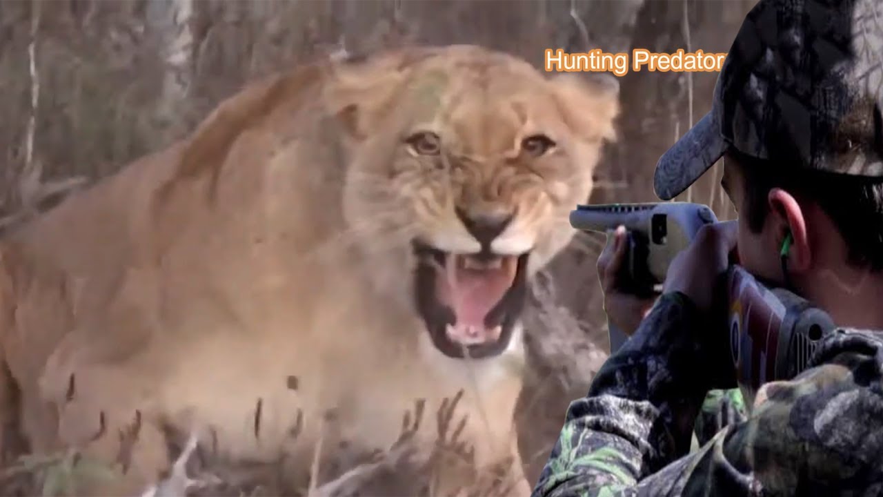 Zero distance between a lion and a hunter Part 7 - YouTube