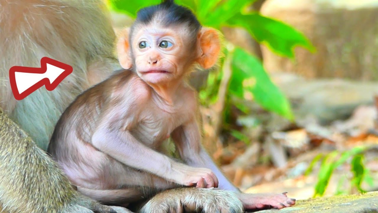 Oh OMG! Baby Monkey facial expressions. - YouTube