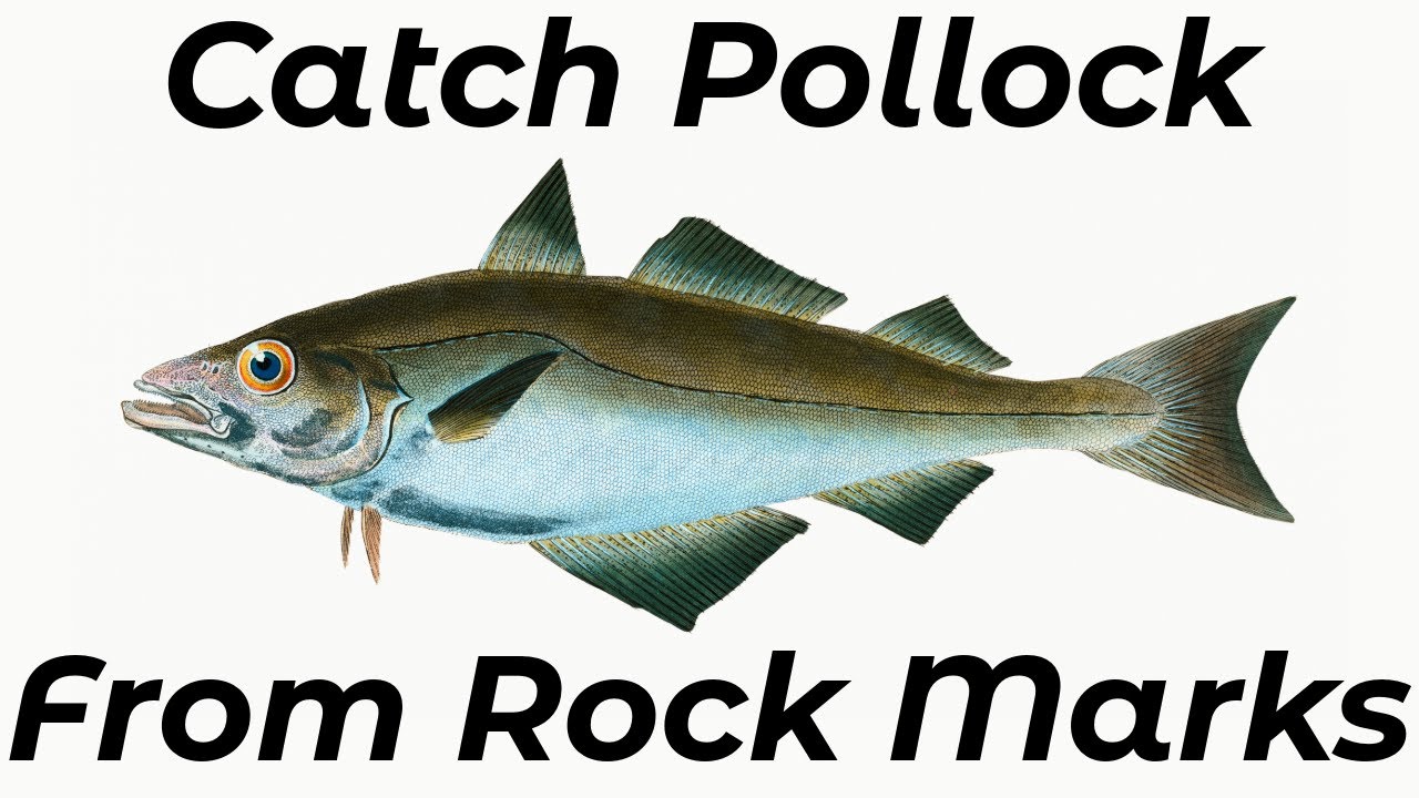 How To Catch Pollock From Rock Ledges (Shore Fishing UK and Europe ...