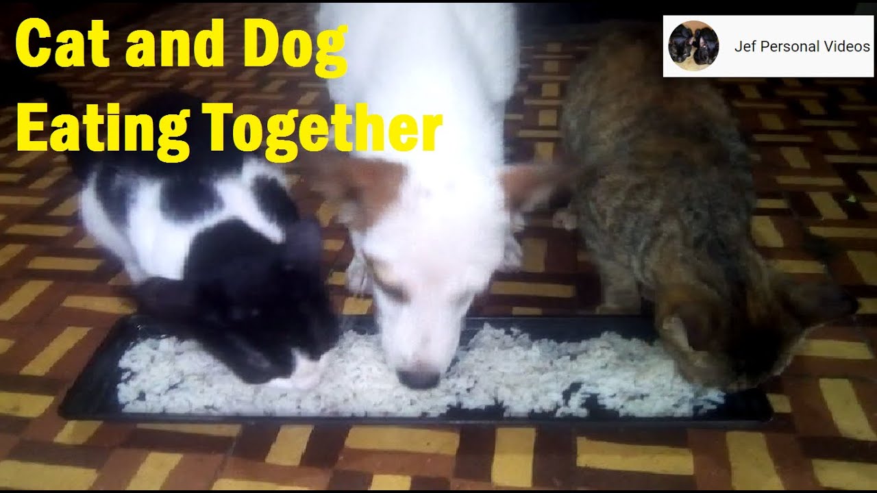 Cat and Dog Eating Together - YouTube