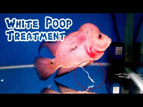 CAUSED DEATH, Flowerhorn white poop, here's how to treat it - YouTube