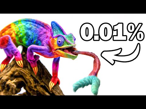 Conseguí El Lagarto Más Raro Como Mascota