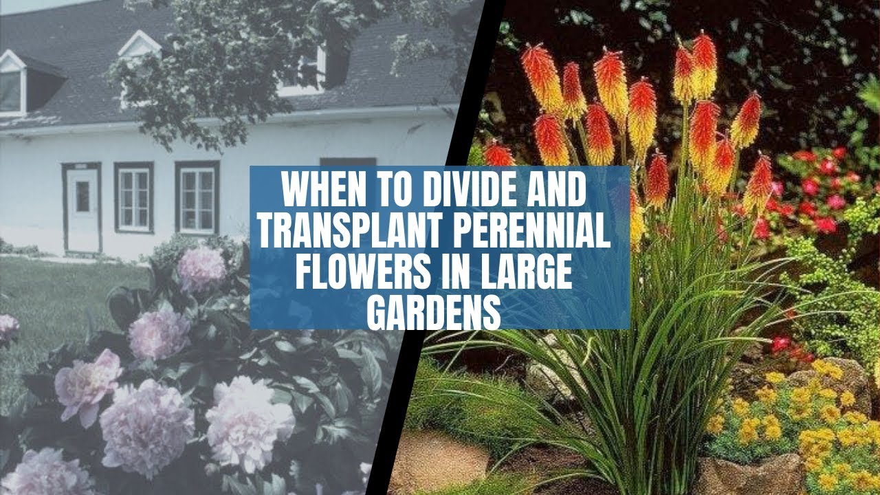 When to Divide and Transplant Perennial Flowers in Large Gardens - YouTube