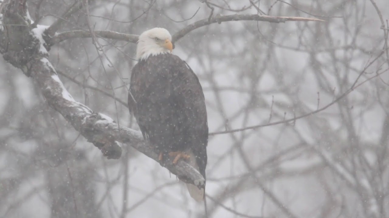 Eagle In Snow 1-12-2019 - YouTube