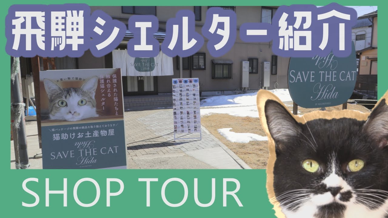【保護猫カフェツアー】SAVE THE CAT HIDA シェルター紹介！ - YouTube