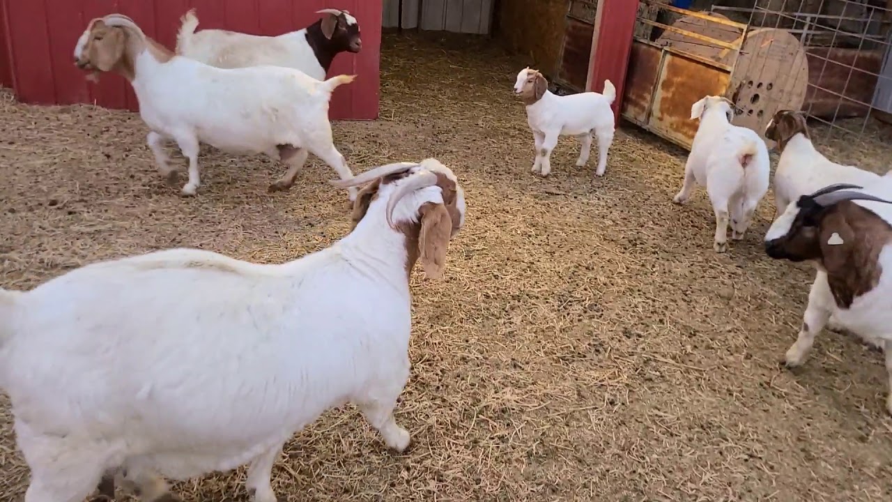 Boer Goats getting close to kidding. - YouTube