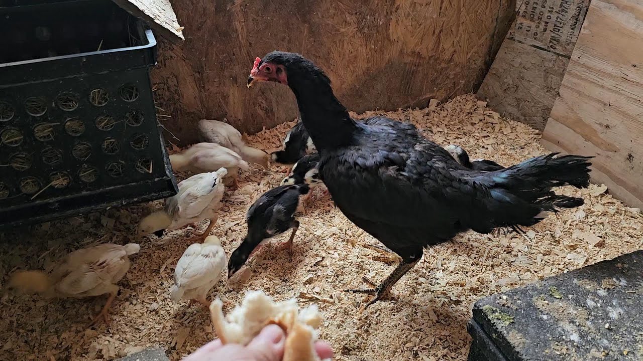 How To Raising Baby Chicks During The Winter/Qhia Txog Kev Tu Me Nyuam ...