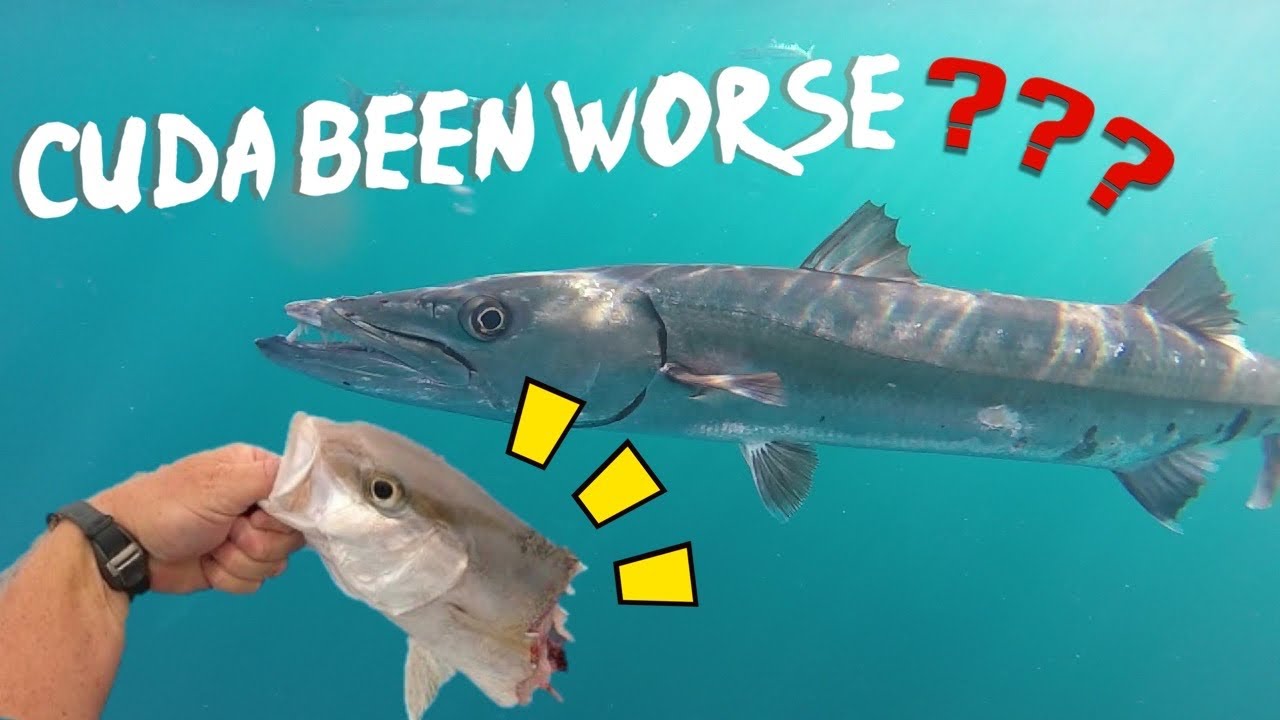 Barracuda, Offshore Florida fishing Ponce Inlet, Red Snapper, Amber ...
