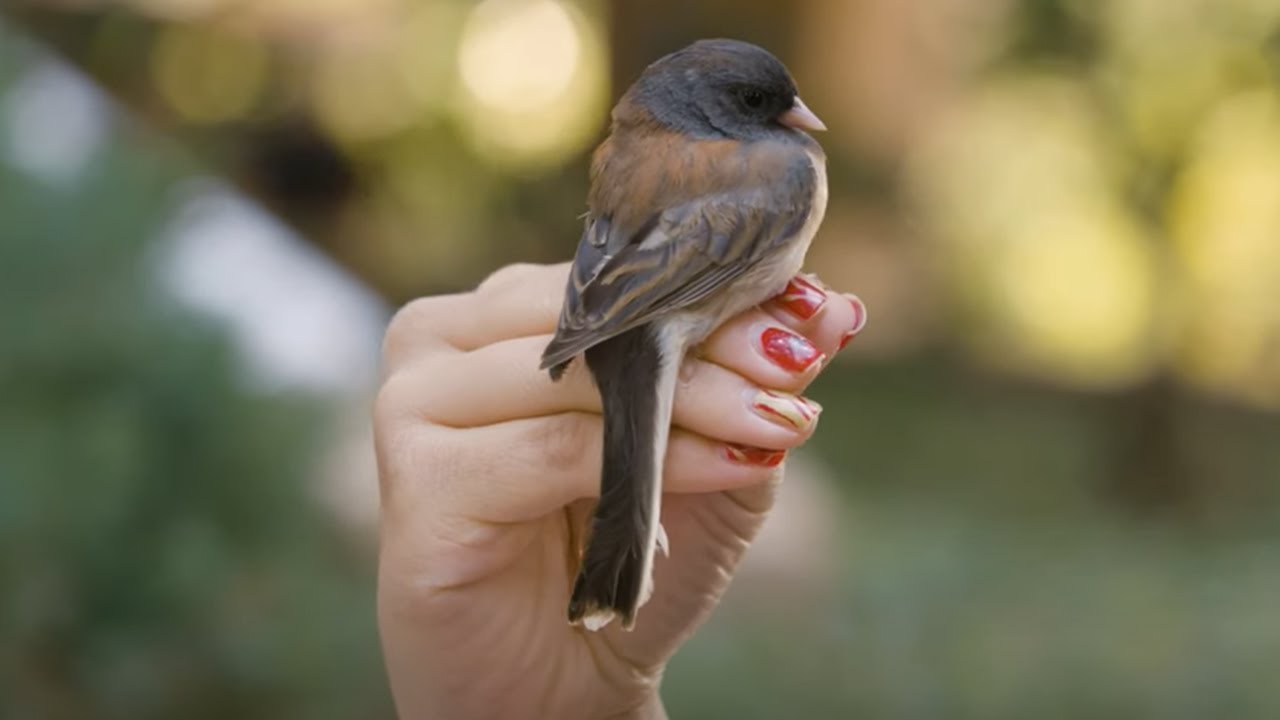 Urban Adaptation: The Dark-eyed Juncos of UCLA - YouTube