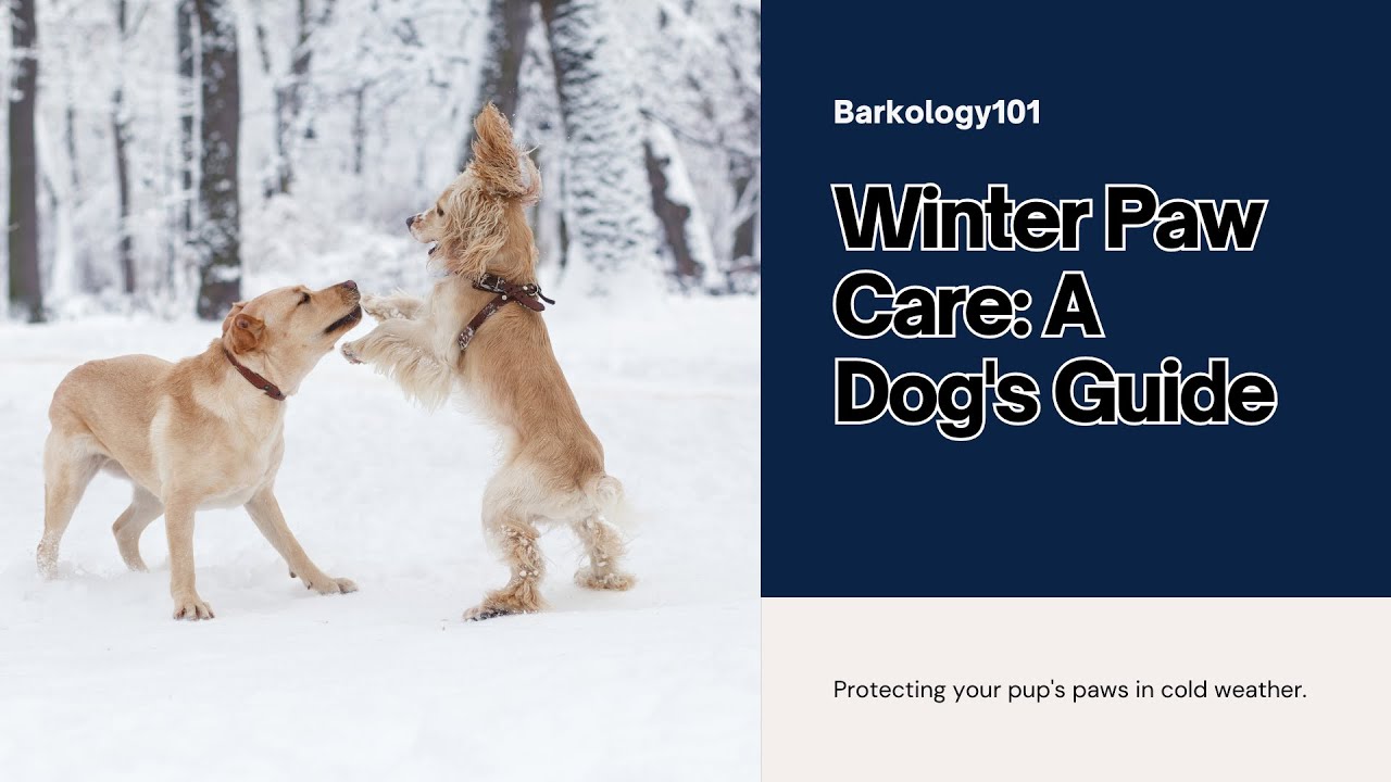Winter Paw Care: A Dog's Guide to Surviving the Cold - YouTube