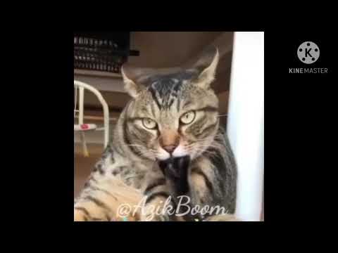 AzikBoom Tvdan Top kulguli vidiolar #20😂😂 - YouTube