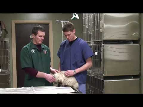 How to Care for Cats After Spaying - YouTube