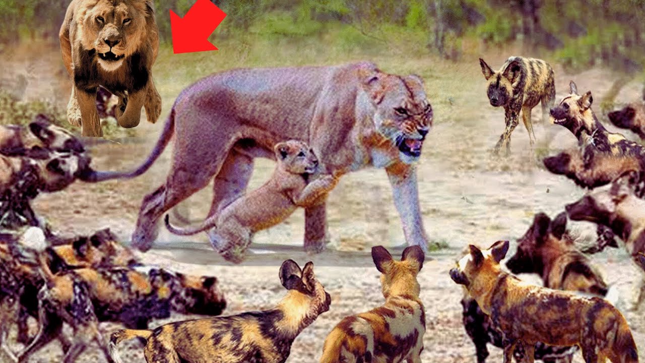 Moments Lion King Fight For Territory | Animal highlights - YouTube