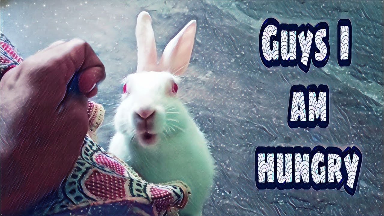 Hungry Rabbit 🐰 || Guys Isne To Sab Kuch Kha Gya || Rabbit Loves Food ...
