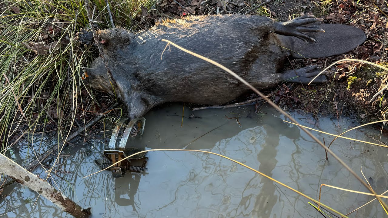 Part 2 Beaver trapping: Coilsprings and feed beds - YouTube