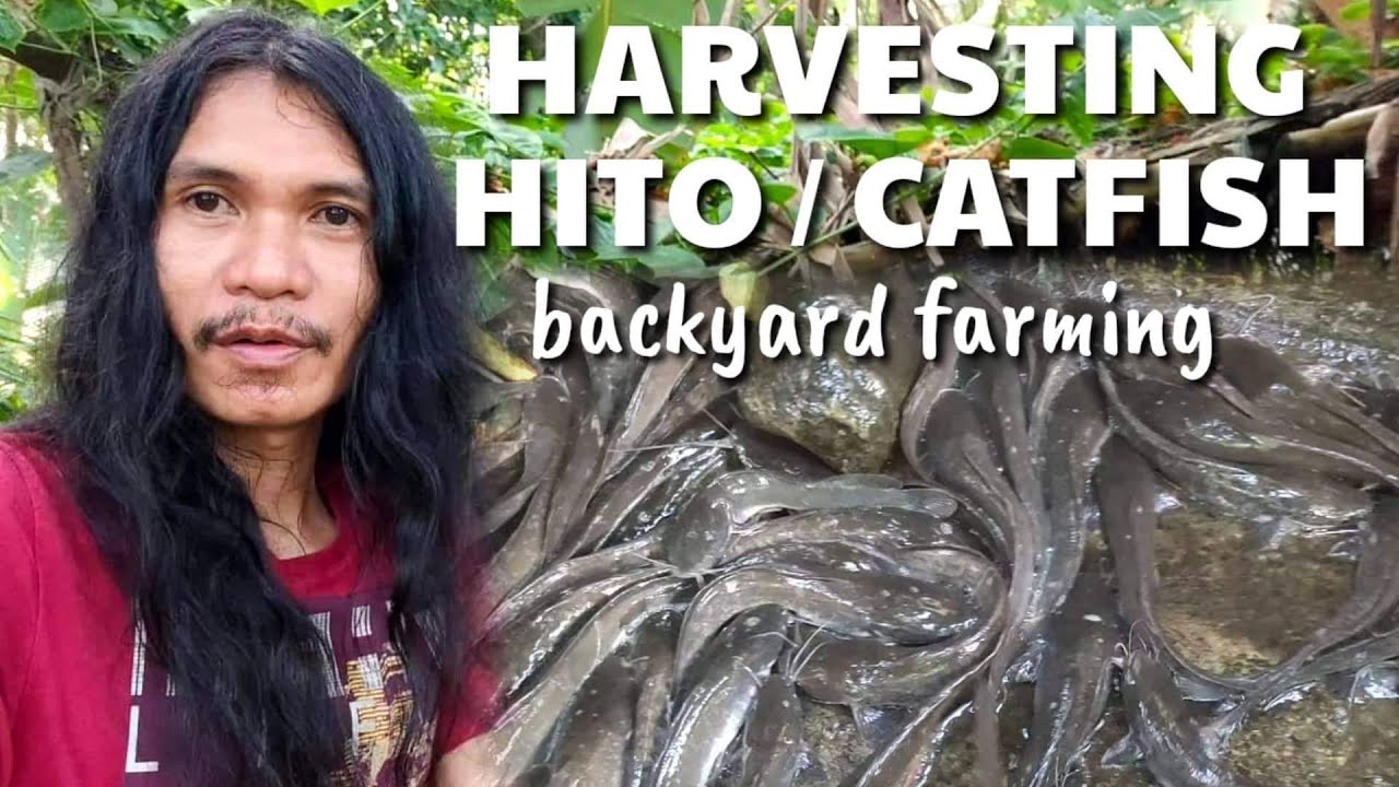 HARVESTING HITO/CATFISH | BACKYARD FARMING | BUHAY PROBINSYA - YouTube