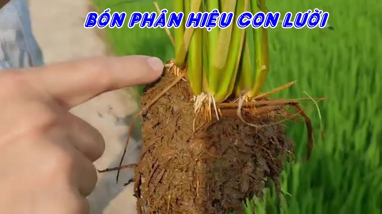 Giải pháp giảm chua - hạ phèn cho đất| Bón phân hiệu Con Lười - YouTube