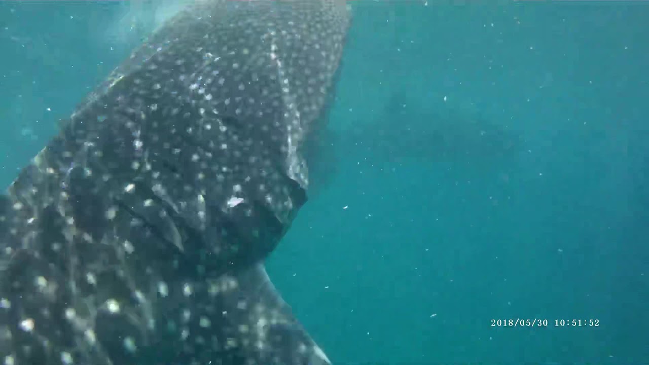 Oslob Cebu whale shark diving - YouTube