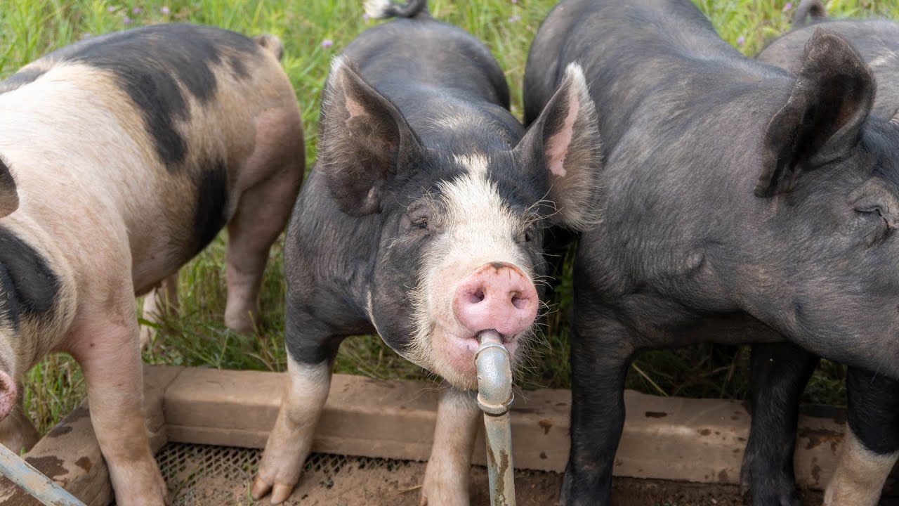 Pasture Maintenance & Happy Pigs: A Farm Day with Eric - YouTube