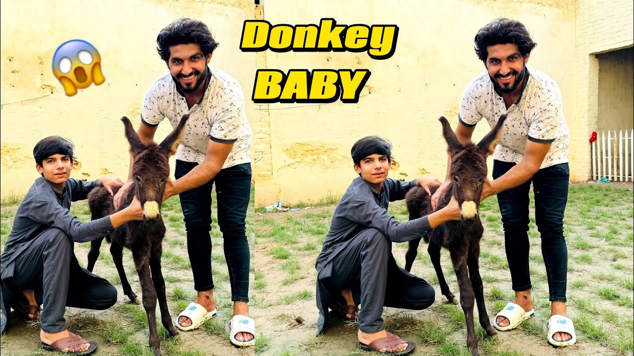 Samad Pet Vlog Ka Donkey Hum Le Rhy Hain 😍 - YouTube