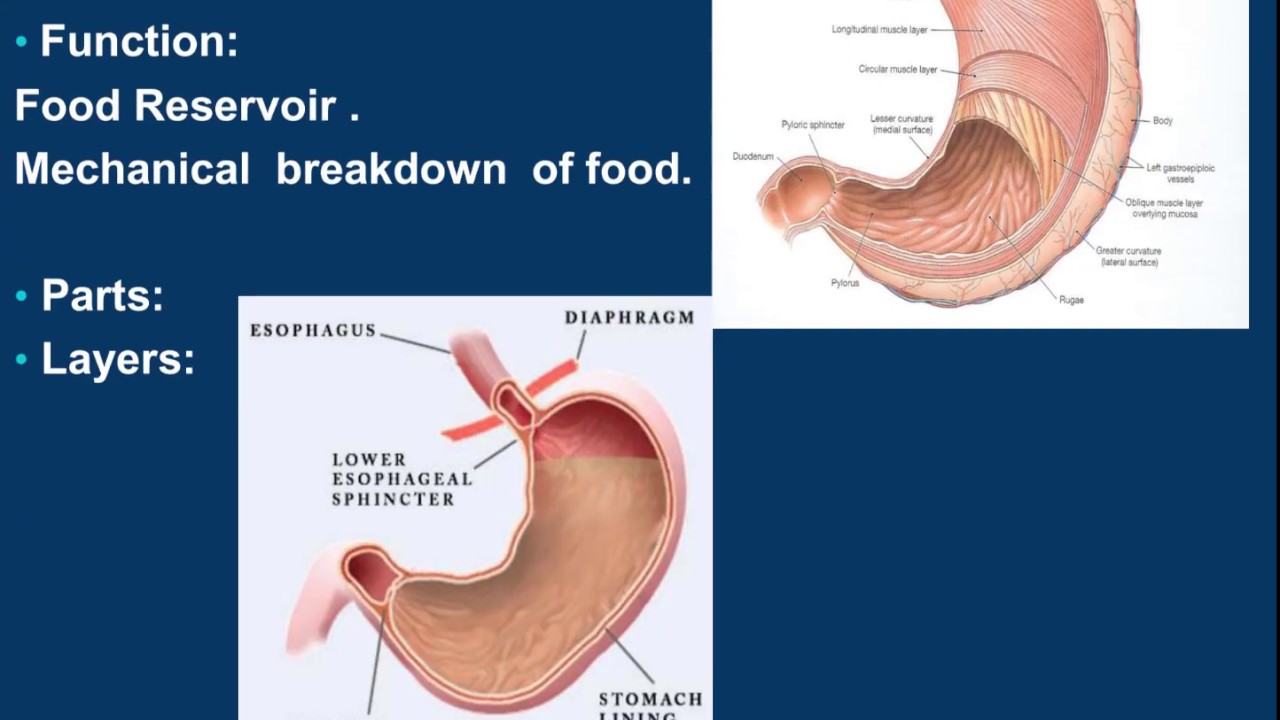 Stomach and Duodenum (Medicine) - YouTube