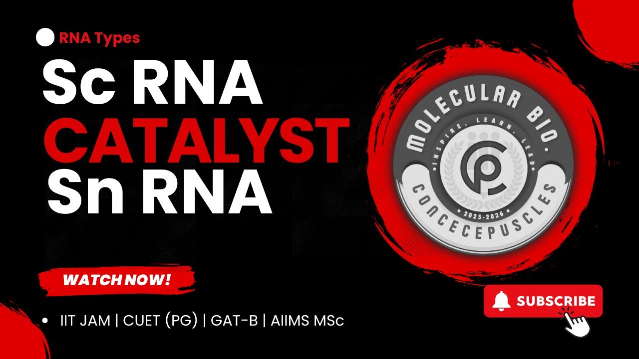 SnRNA ScRNA 23s rRNA 28s rRNA Catalytic RNA | Molecular Biology | IIT ...