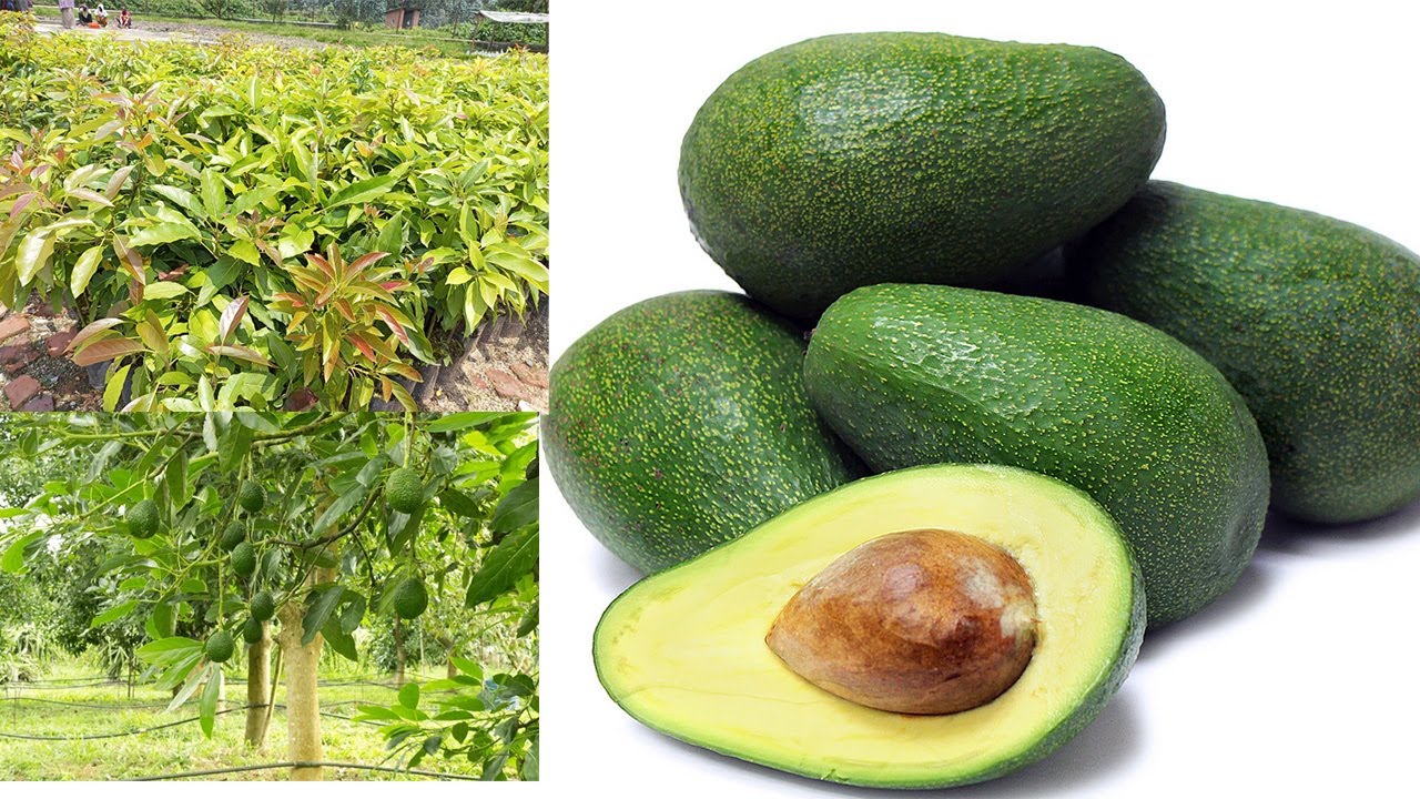 #UBUHINZI-AVOKA IMBUTO ZIMAZE KUZAMURA BENSHI AMADORARI YARAZAMUTSE ...