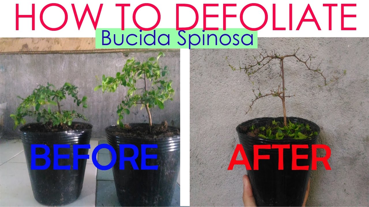 Bonsai - How To Defoliate Bucida Spinosa - YouTube