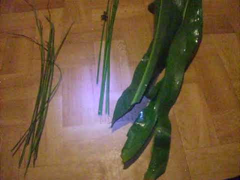 Mais, Schilfgras und Binse