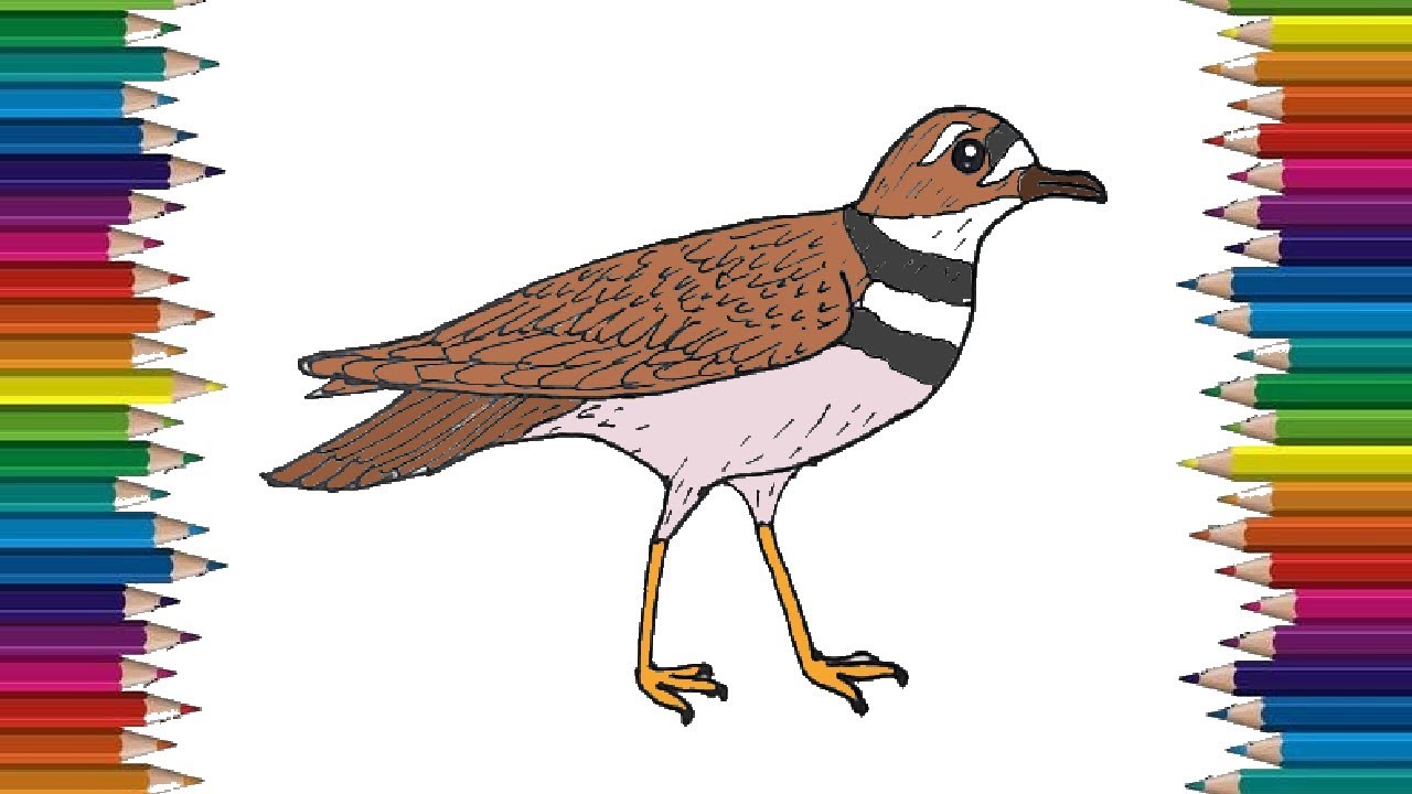 How to draw a killdeer step by step - Bird drawing easy - YouTube