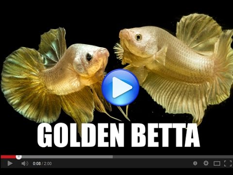 Beginning Goldenbetta by รถเมล์พาทัวร์ - YouTube