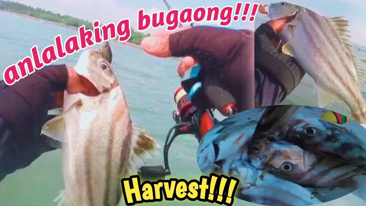 HARVEST NG MALALAKING BUGAONG | LURE CASTING USING KASTKING ULTRA LIGHT ...